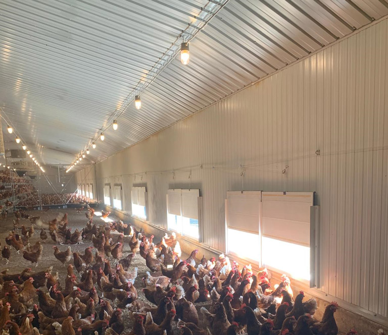 Optimising Space in Poultry Buildings for Better Productivity | Knights ...